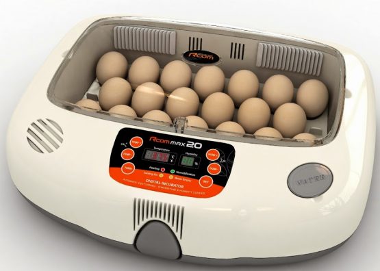 How To Hatching Fertile Eggs with Incubator and Broody Hens
