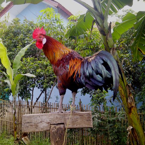 Laughing Chicken | Ayam Ketawa The Laughing Chicken