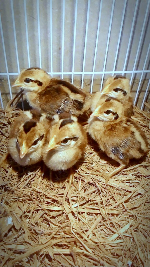 Bekisar Baby Chicks - Cemani Farms