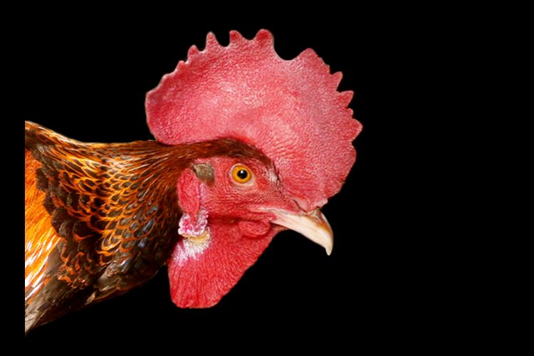 Ayam Bekisar - Cemani Farms